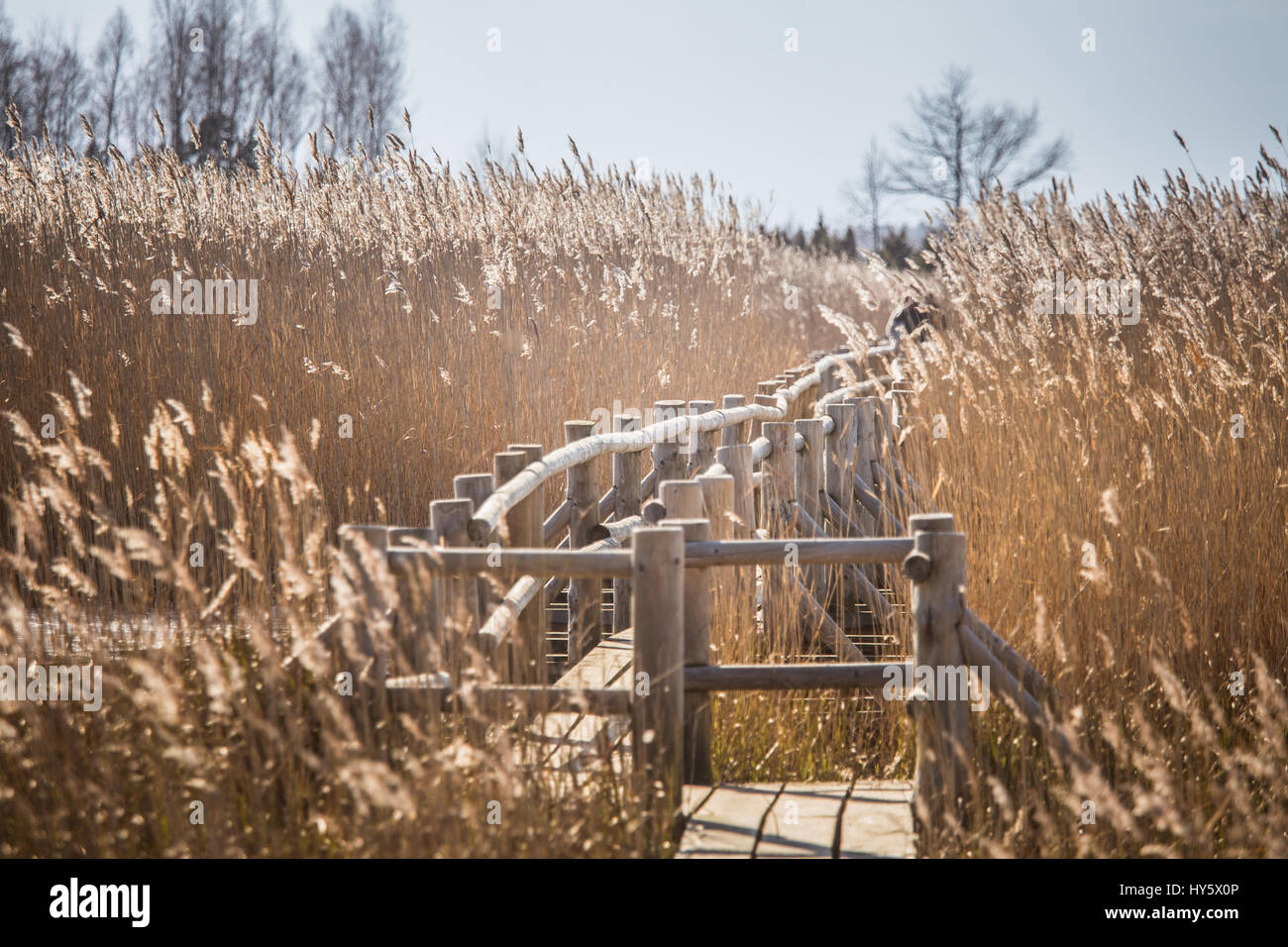 A beautiful wooden footpath through reeds on a lake in early spring ...