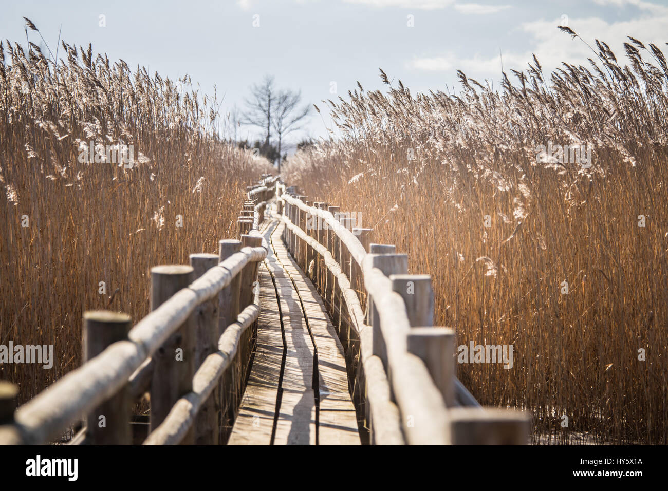 A beautiful wooden footpath through reeds on a lake in early spring ...