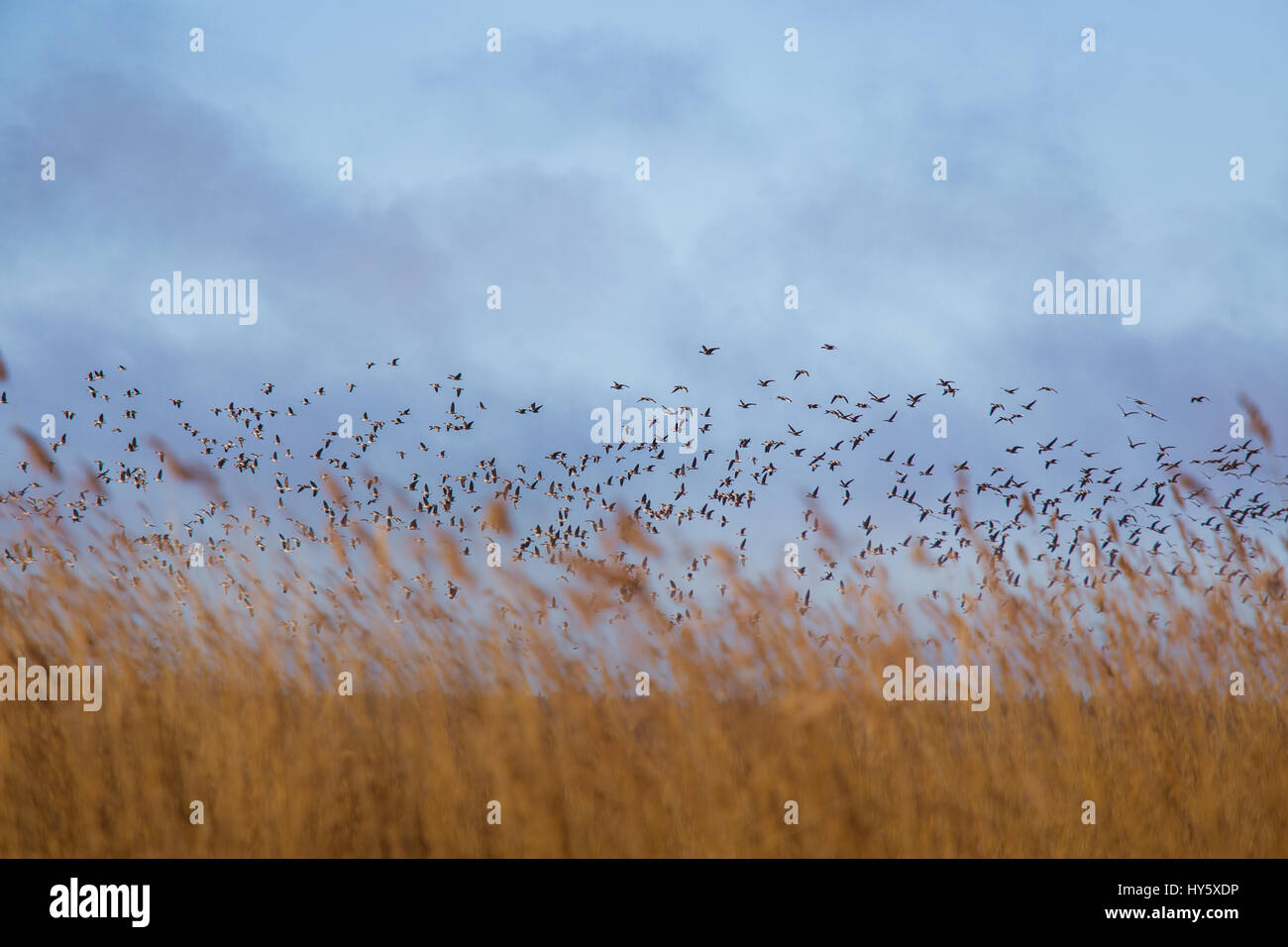 A beautiful early spring landscape with a flying flock of migratory ...