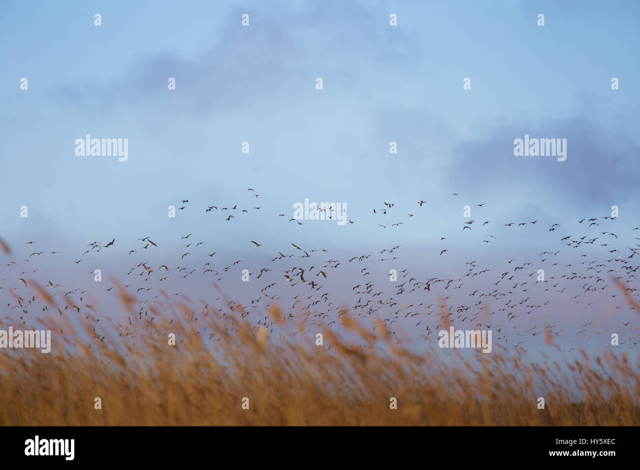 A beautiful early spring landscape with a flying flock of migratory ...