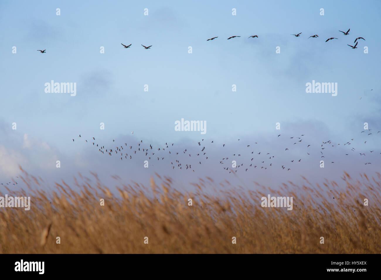 A beautiful early spring landscape with a flying flock of migratory ...