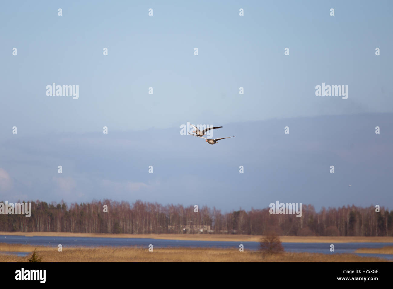 Two beautiful geese flying in an early spring landscape Stock Photo - Alamy