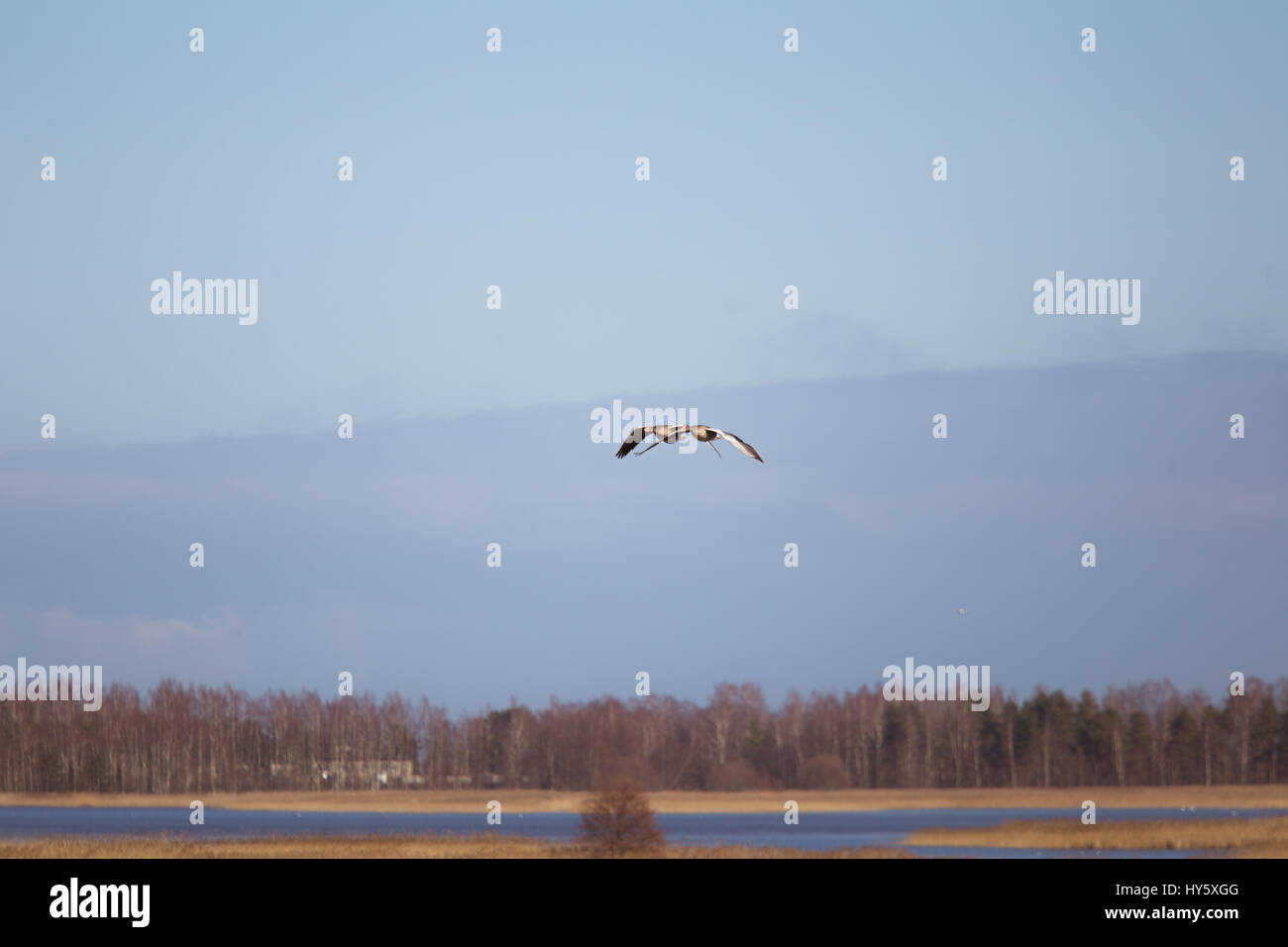 Two beautiful geese flying in an early spring landscape Stock Photo - Alamy