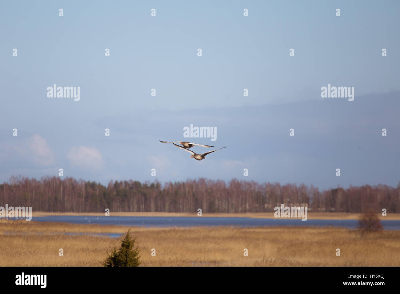 Two beautiful geese flying in an early spring landscape Stock Photo - Alamy