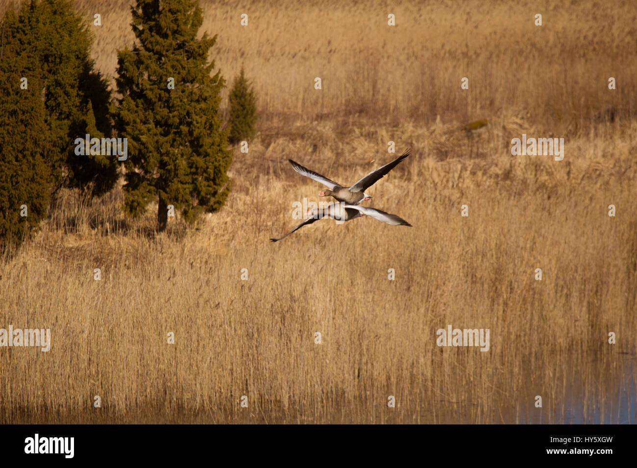Two beautiful geese flying in an early spring landscape Stock Photo - Alamy