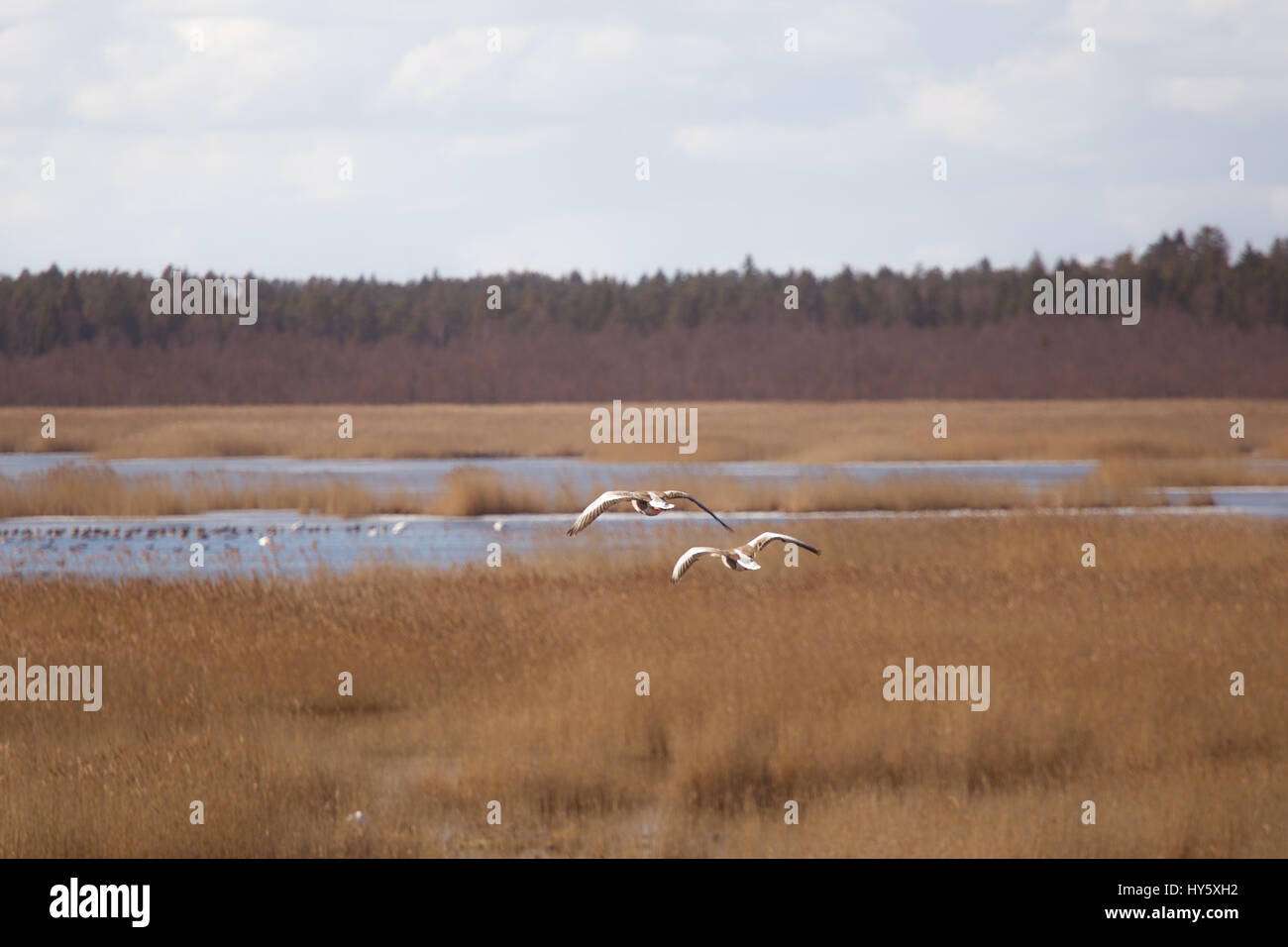 Two beautiful geese flying in an early spring landscape Stock Photo - Alamy