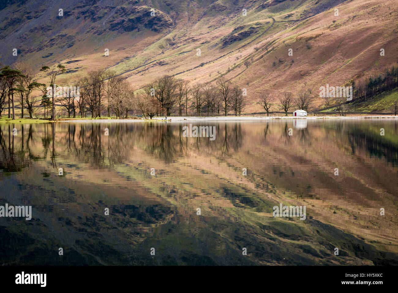 The Buttermere pines or sentinels reflected in the lake, Cumbria ...