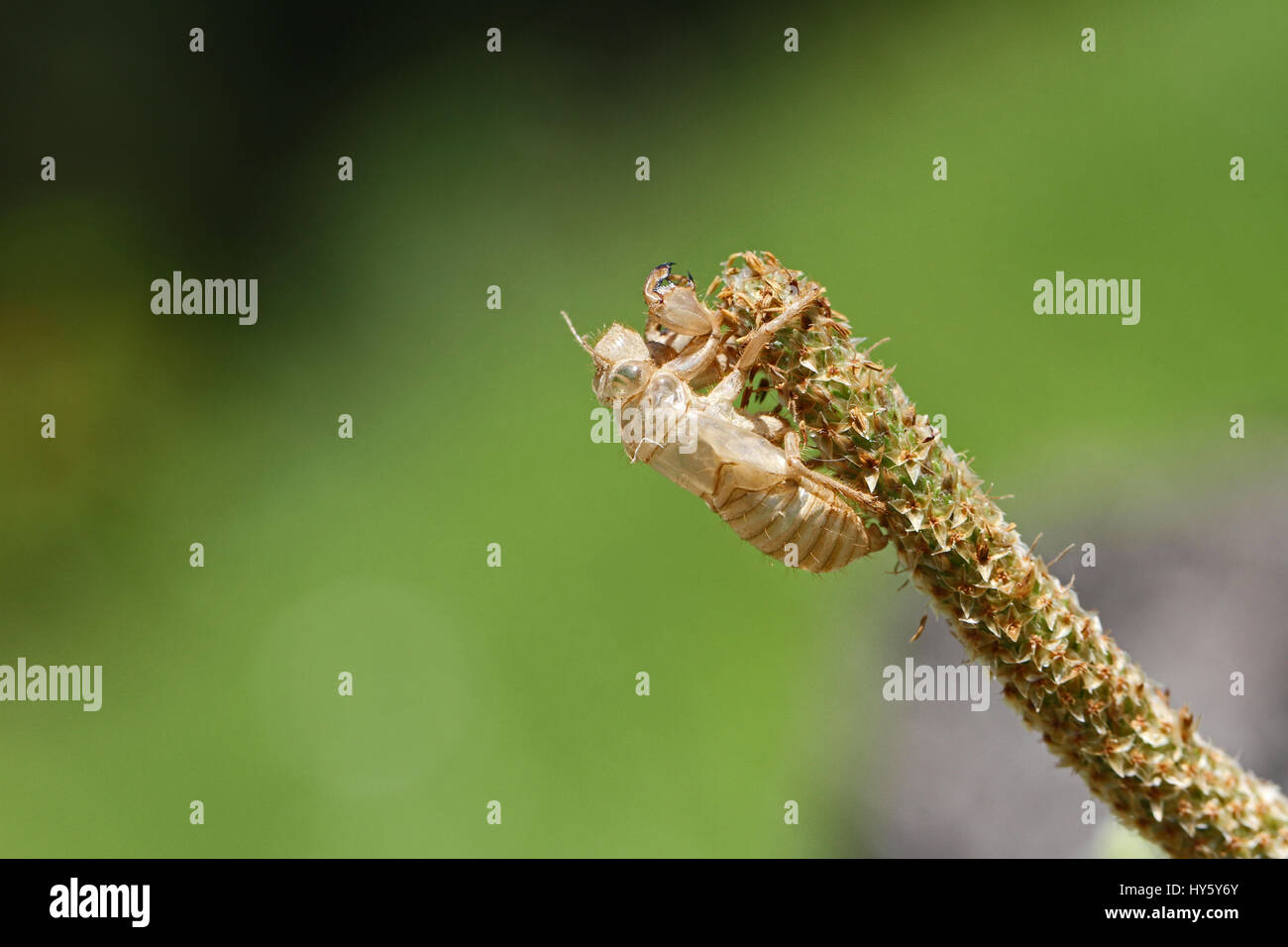 empty cicada orni shell or casing from moulted cicada insect on grass ...