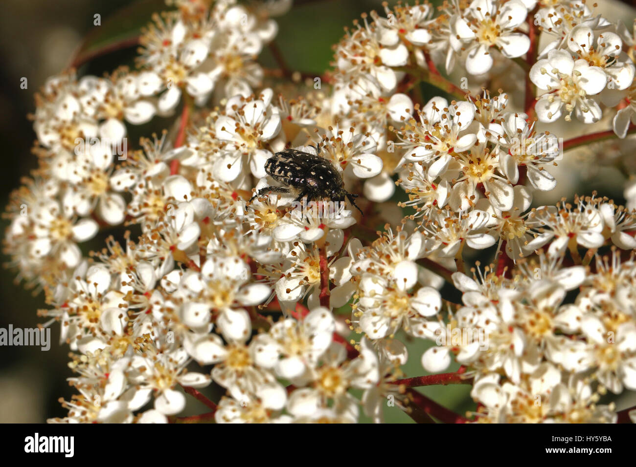 chafer bug or beetle or June bug Latin name oxythyrea funesta on a ...