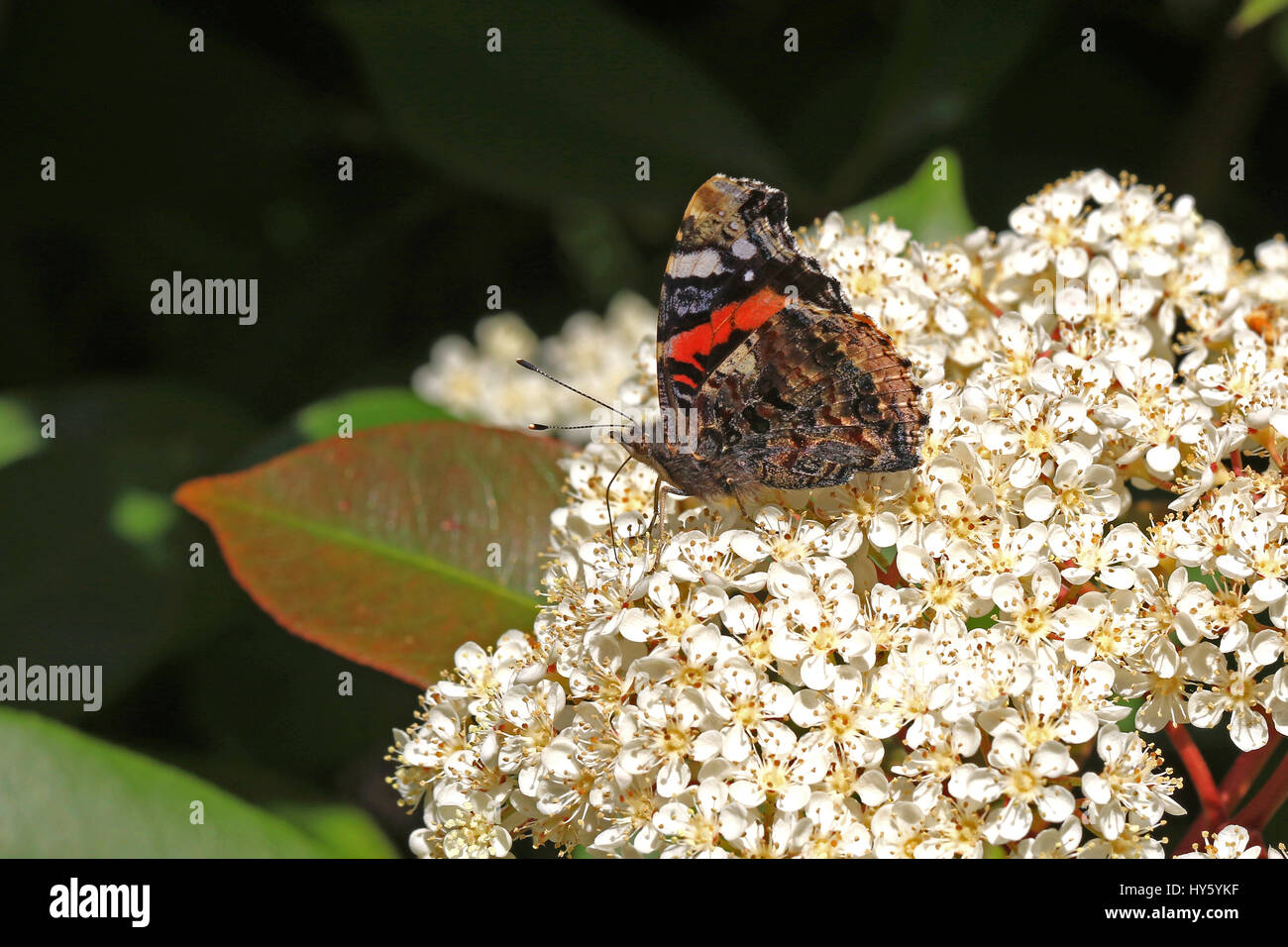 buzzing, feeding, pollination, pollinator, flower, hover wasp, hover ...
