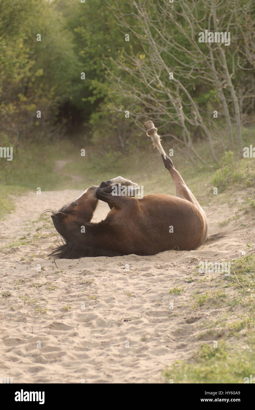 Horse rolling on back hi-res stock photography and images - Alamy