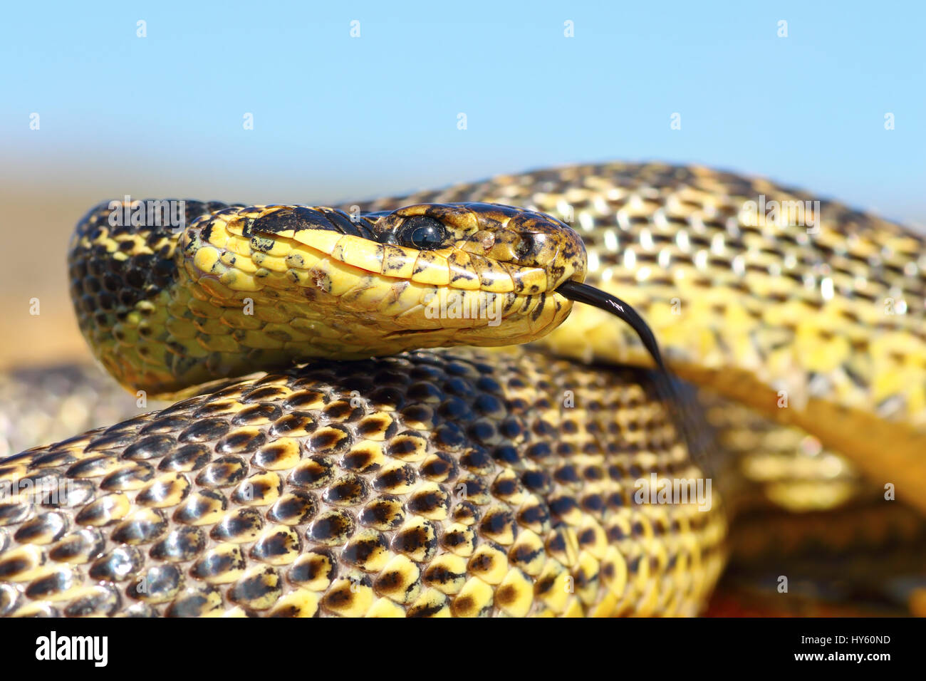 close up of blotched snake head ( Elaphe sauromates ), Dobrogea ...