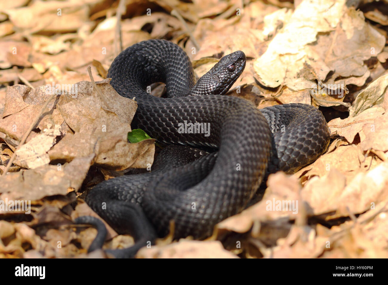Melanistic adder hi-res stock photography and images - Alamy