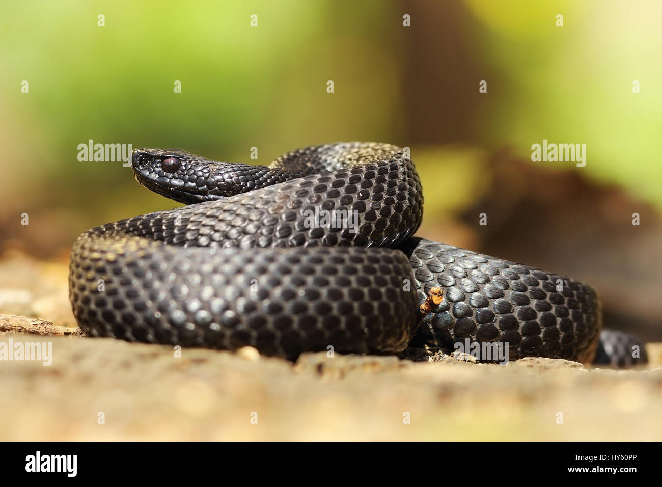 black nikolskii adder in natural habitat ( Vipera berus nikolskii ...