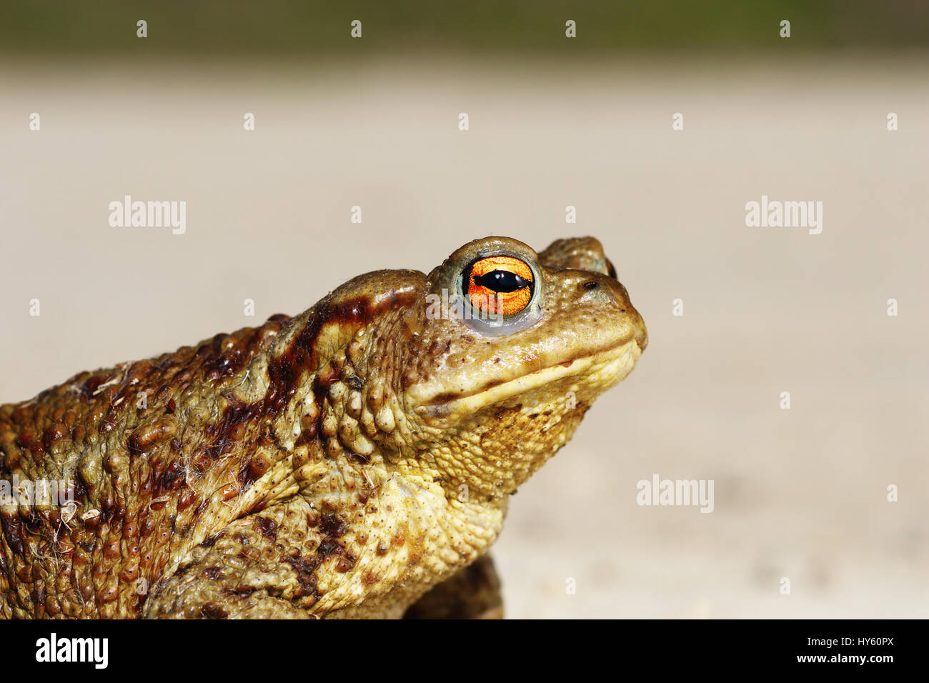 portrait of tiny common toad ( Bufo ), side view Stock Photo - Alamy