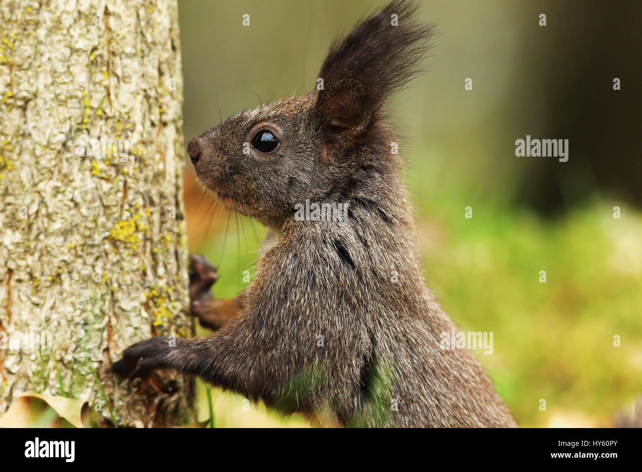 Beautiful eurasian red squirrel hi-res stock photography and images - Alamy