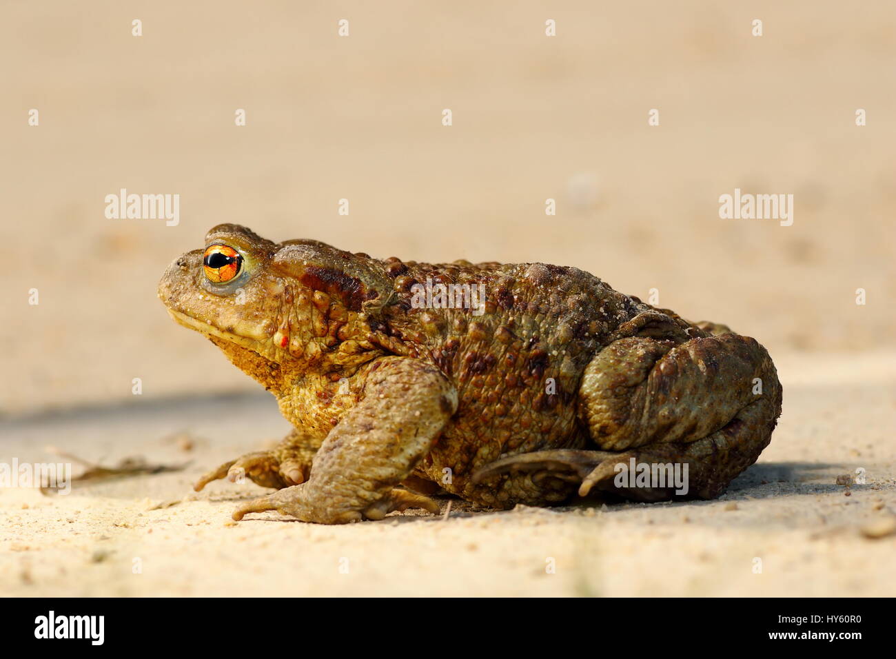 profile view of brown common toad ( Bufo, female Stock Photo - Alamy