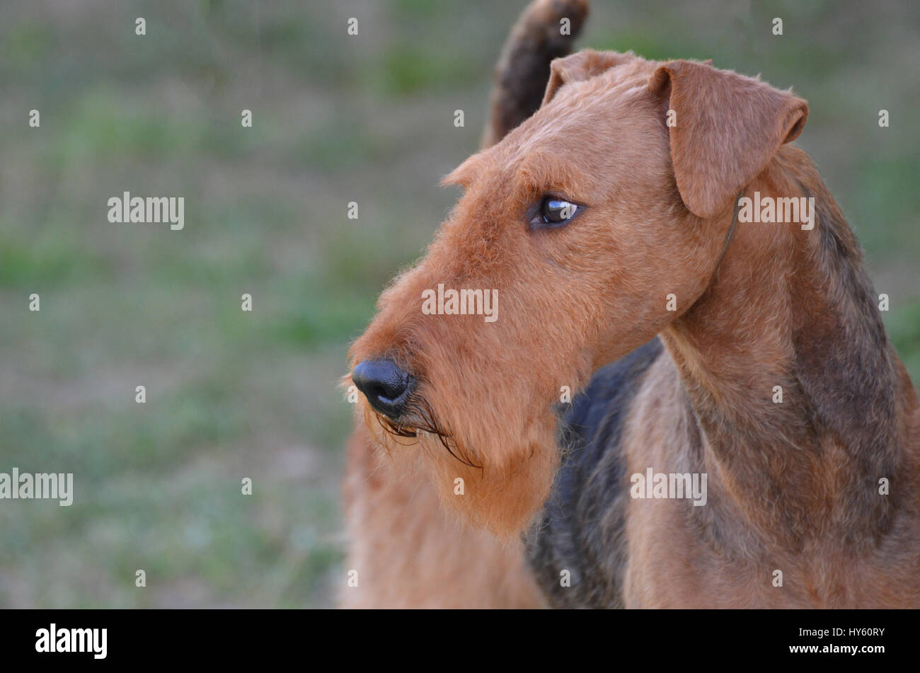 Sweet profile veiw of an airedale terrier dog Stock Photo - Alamy