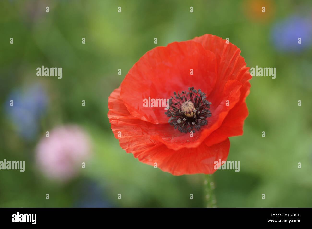 Poppy flag hi-res stock photography and images - Alamy