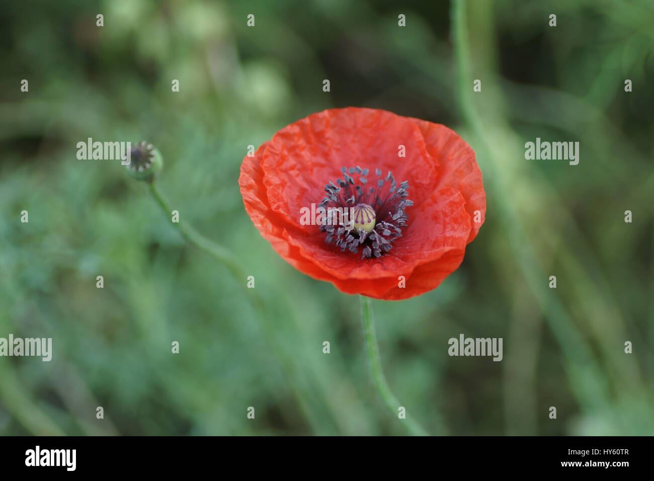 Poppy uk garden hi-res stock photography and images - Alamy
