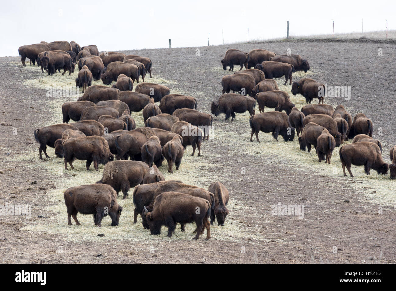 Bison eating hay on a ranch in Northeast Oregon Stock Photo - Alamy