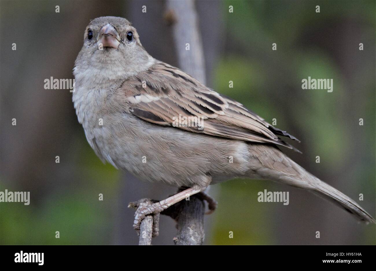 House Sparrow (Female) on branch Stock Photo - Alamy