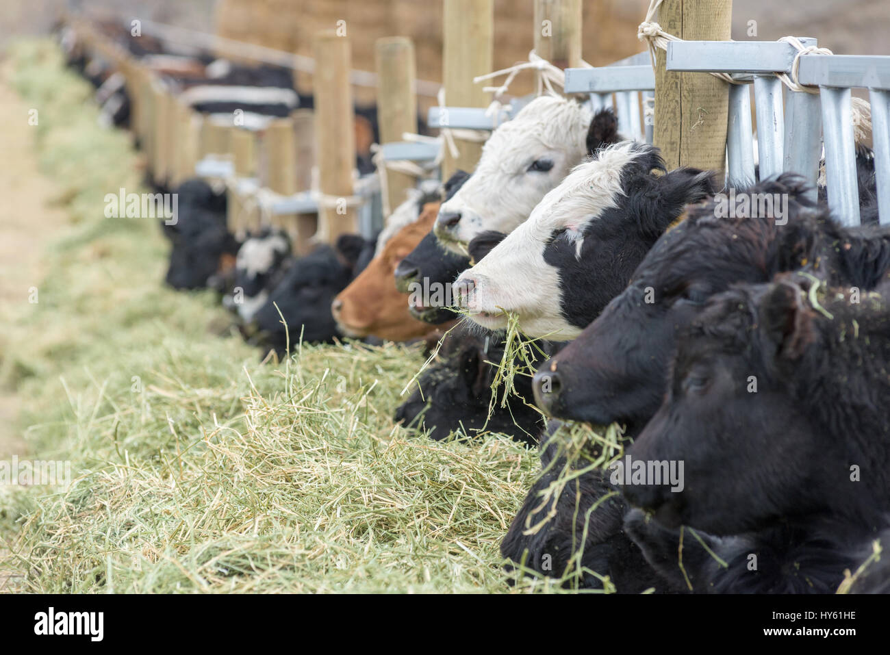 Cows ranch hay hi-res stock photography and images - Alamy