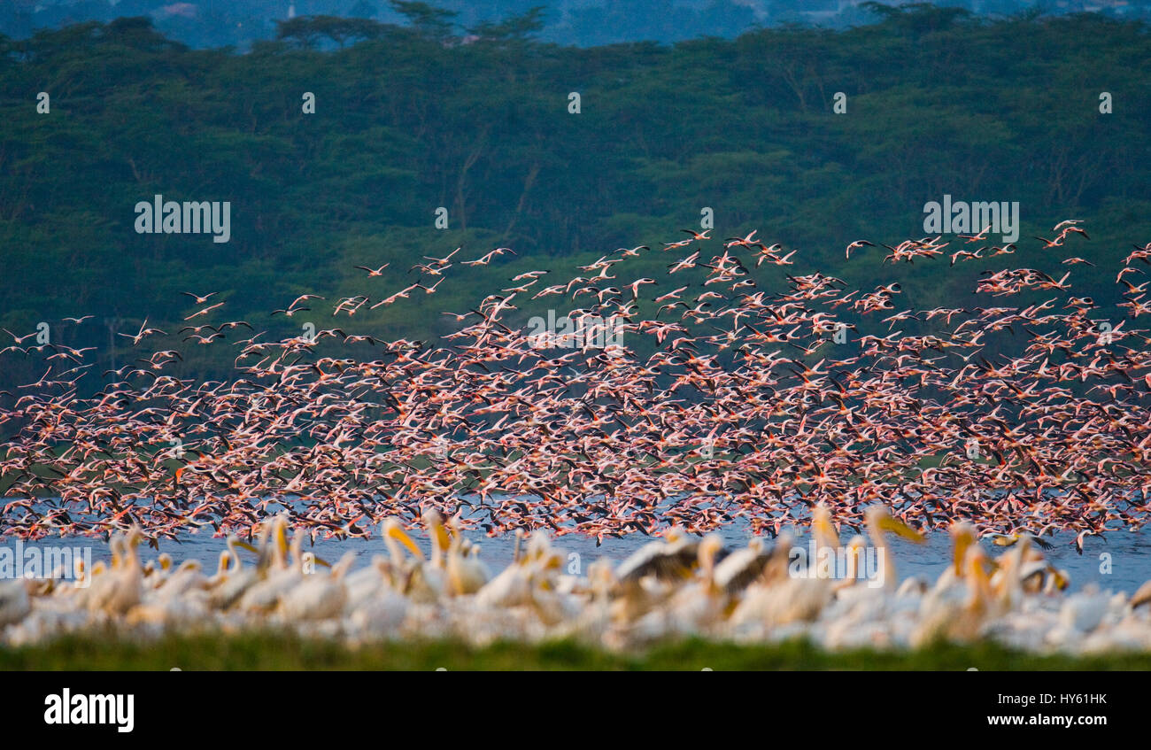 Flamingos in flight. Kenya. Africa. Nakuru National Park. Lake Bogoria ...