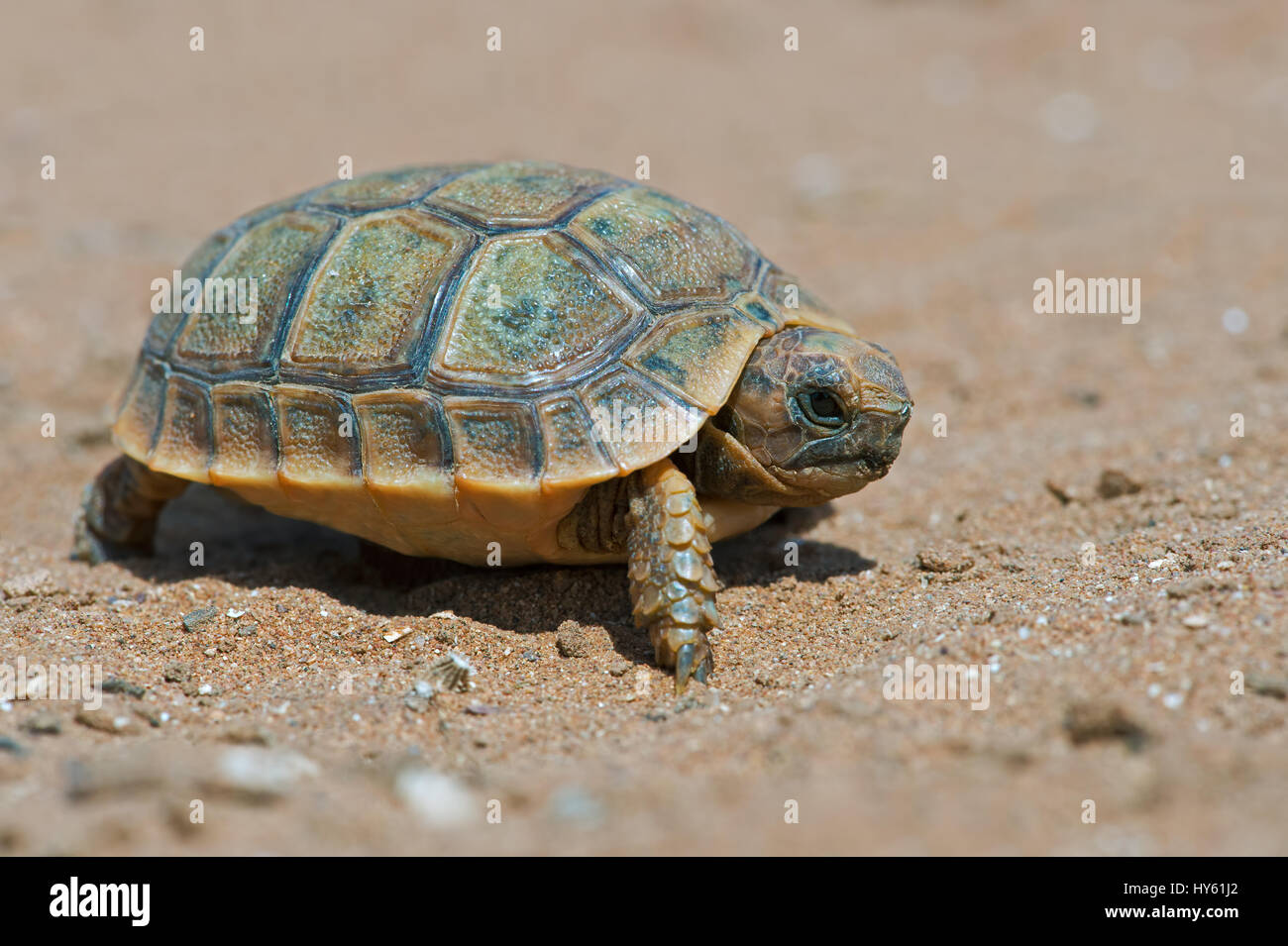 Spur-thighed Tortoise (Testudo graeca Stock Photo - Alamy
