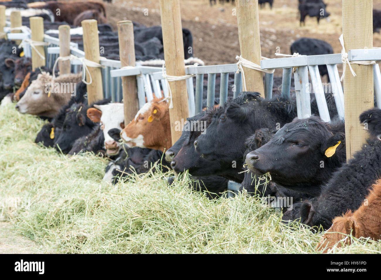 Cattle feedlot america hi-res stock photography and images - Alamy