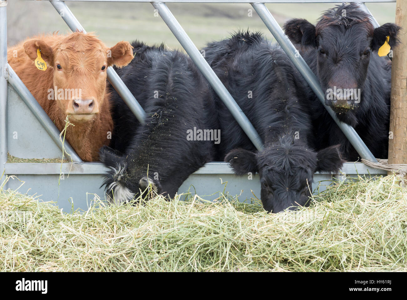 Cattle feedlot america hi-res stock photography and images - Alamy
