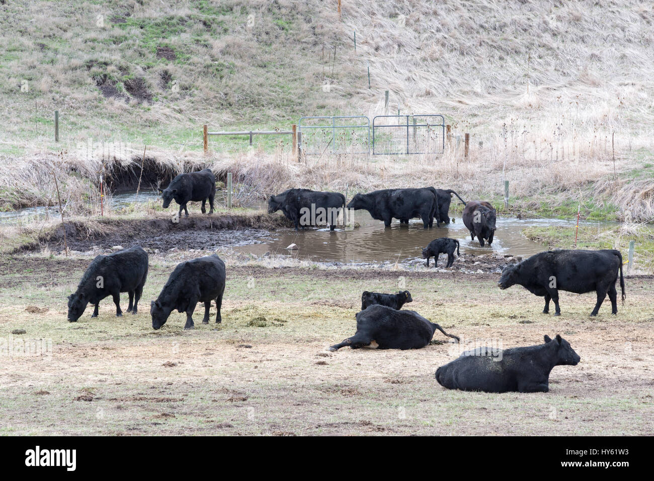 Cows fouling a creek on a ranch in Northeast Oregon Stock Photo - Alamy