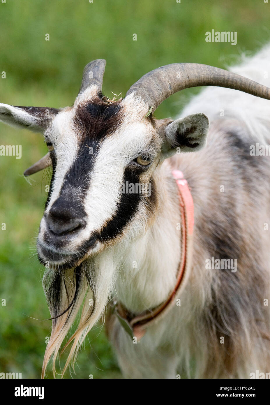 A goat at Plimoth Plantation, Plymouth, Massachusetts Now known at ...