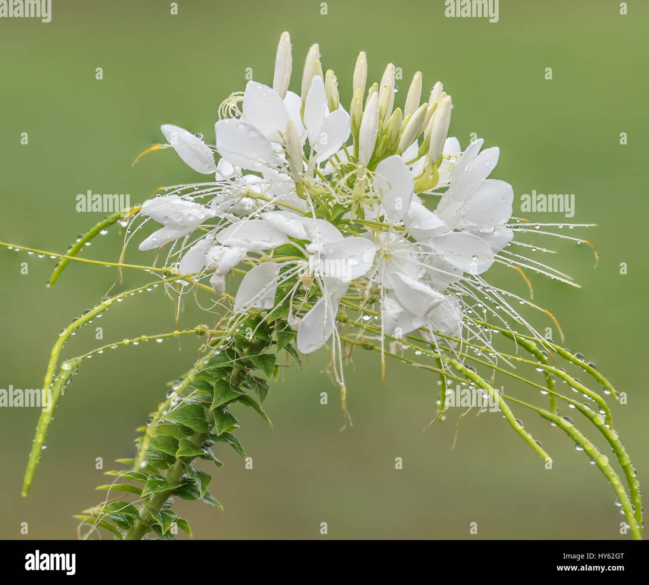 White spider flower blooming in the garden Stock Photo - Alamy