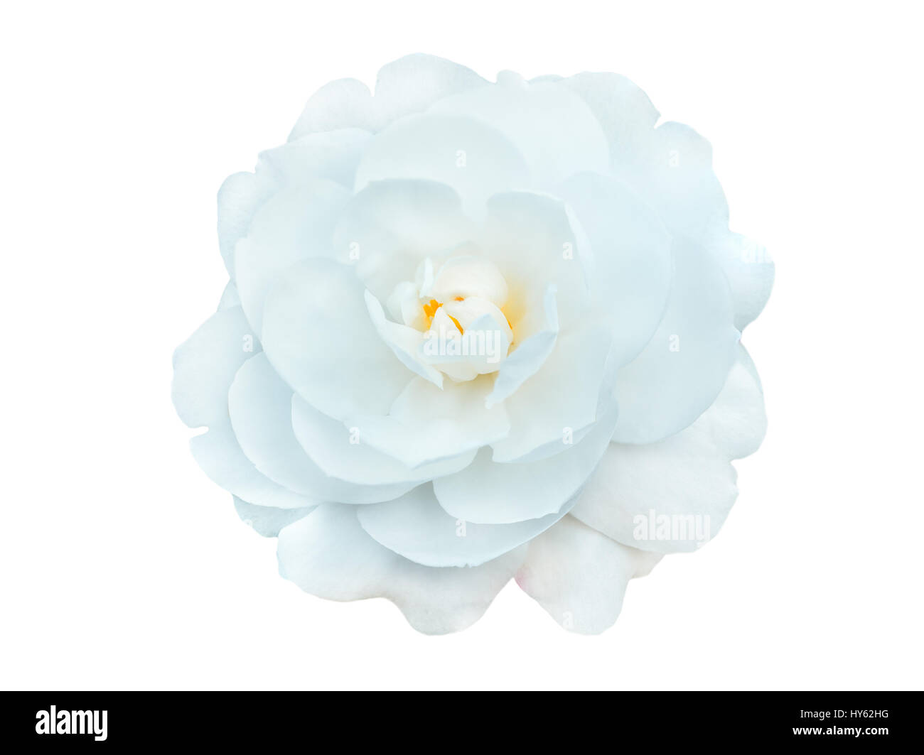 White camellia flower isolated on white background Stock Photo - Alamy