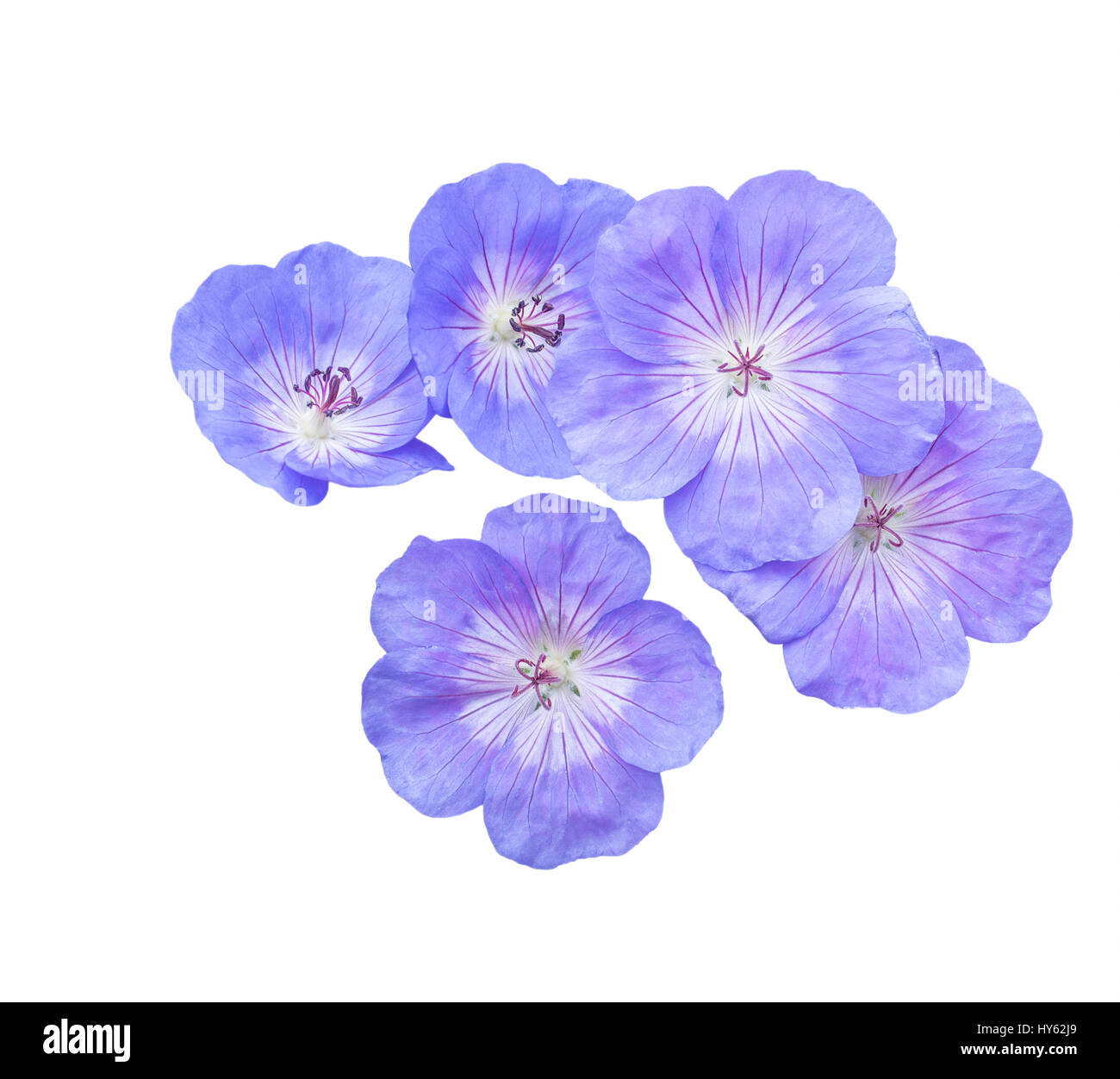 Purple flowers ( Geranium ) isolated on white background Stock Photo ...