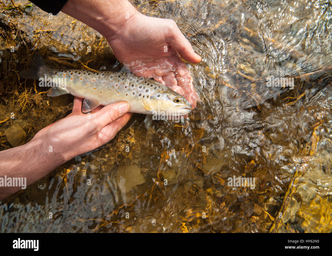 Freshly caught small brown trout (Salmo trutta fario) held in fisherman ...