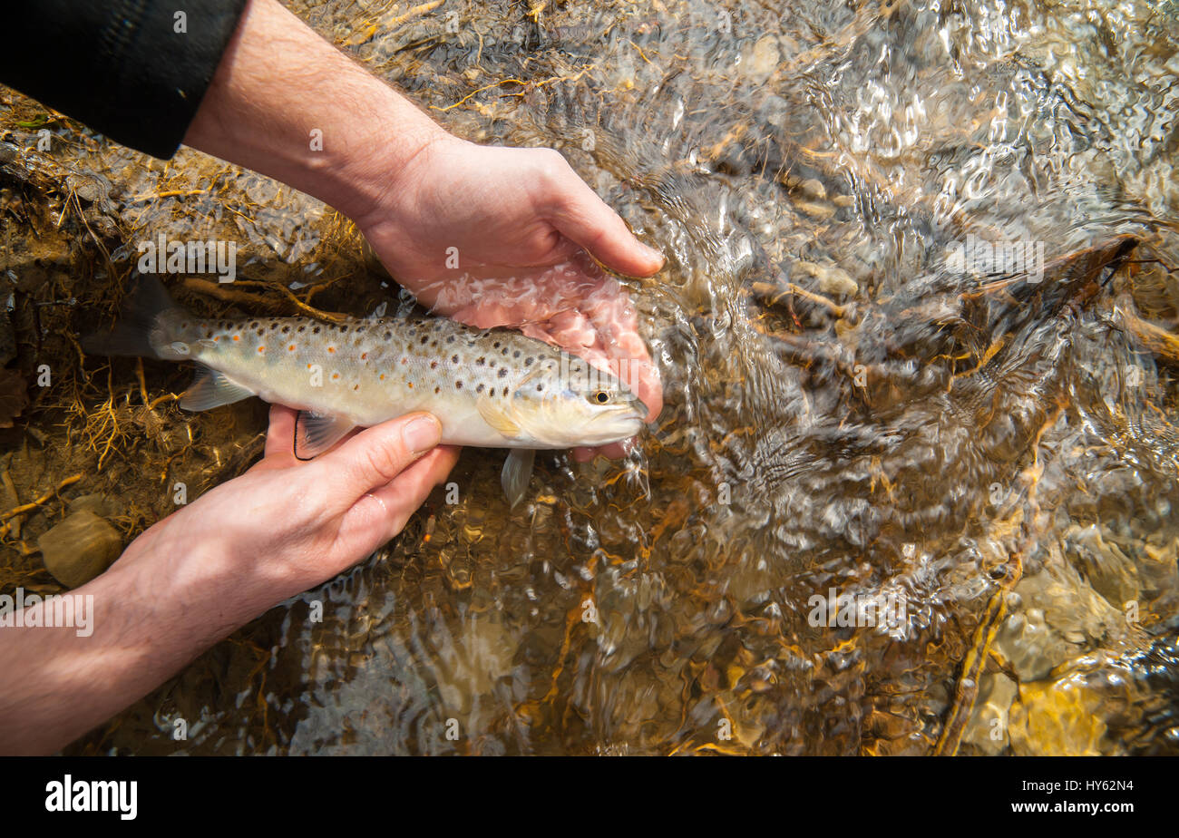 Catch and release fishing of a brown trout (Salmo trutta fario) held in ...