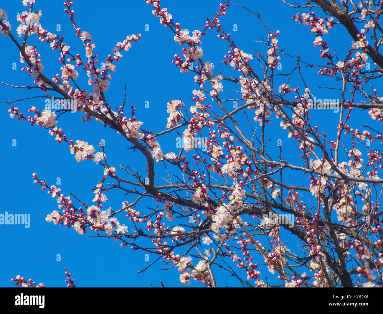 The beautiful blossoming tree on a spring day Stock Photo - Alamy