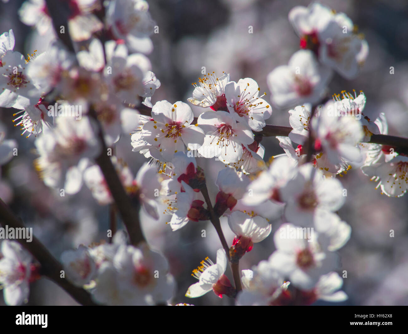 The beautiful blossoming fruit tree close up Stock Photo - Alamy