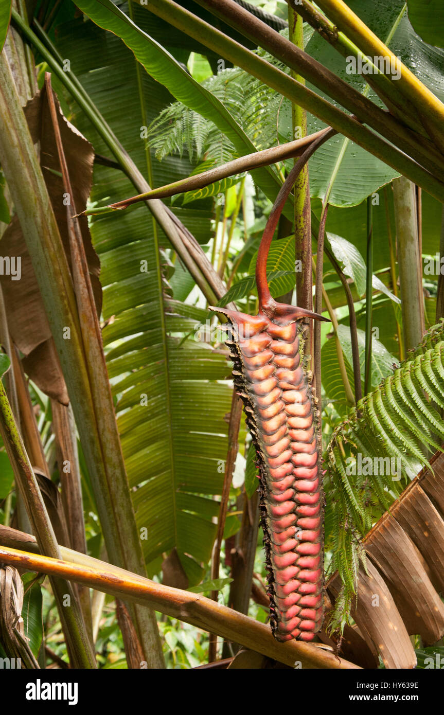 Plants in the Hilo Territory Botanical Gardens, Island of Hawaii, HI ...