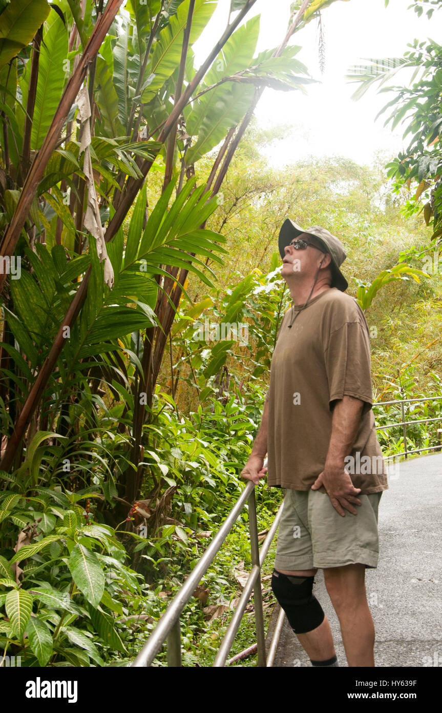 Tourist explores the tropical Plants at Hilo Botanical Garden, Island ...