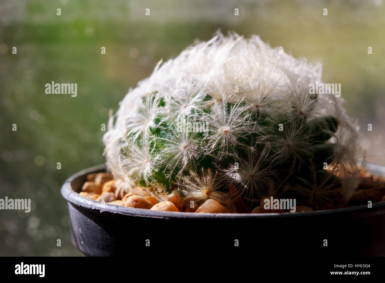 abstract background cactus on window in dark tone Stock Photo - Alamy