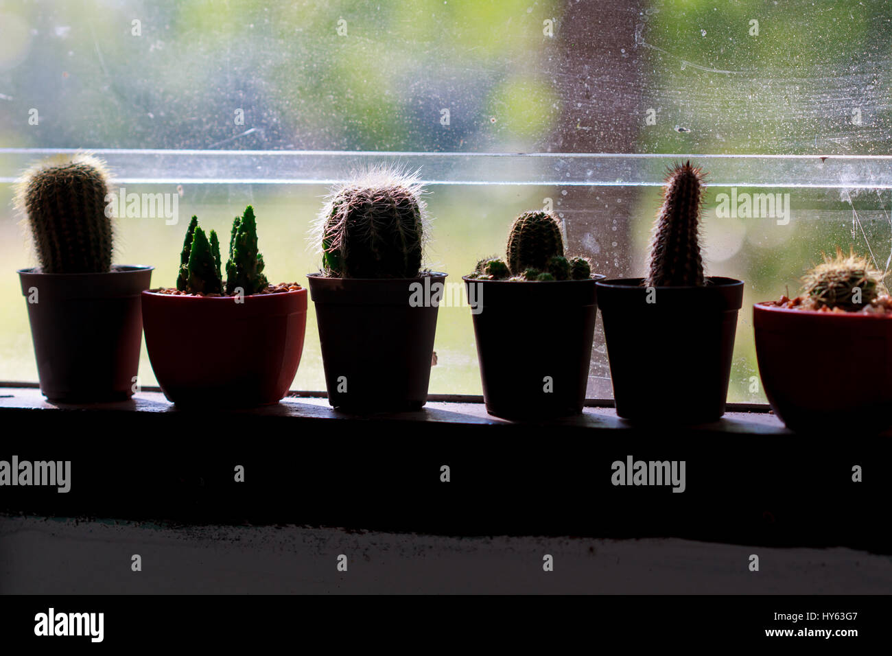 abstract background cactus on window in dark tone Stock Photo - Alamy