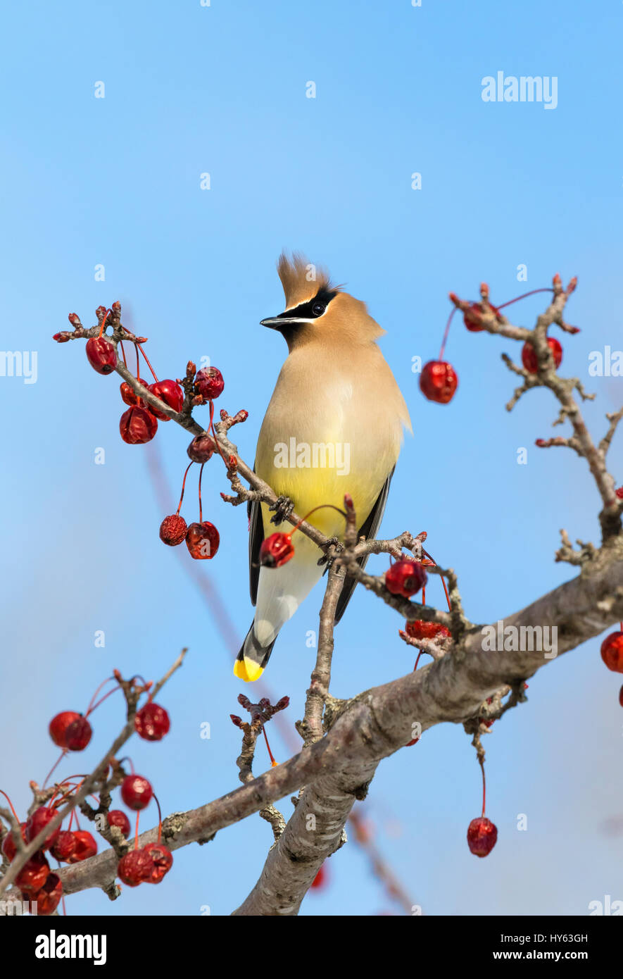 Cedar waxwing (Bombycilla cedrorum) feeding on crabapples, Ames, Iowa ...