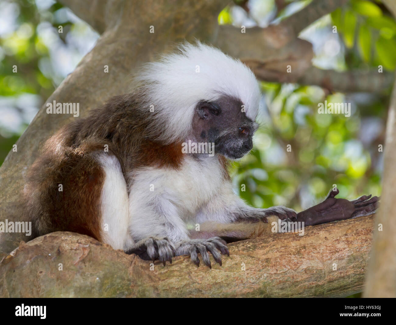 Cotton-top tamarin (Saguinus oedipus Stock Photo - Alamy
