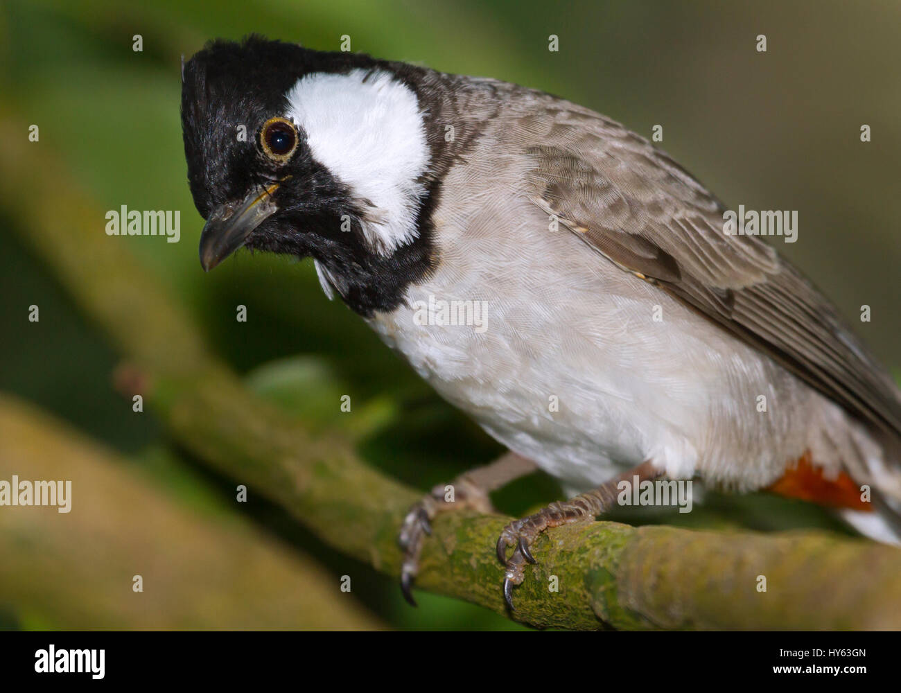 The white-eared bulbul, or white-cheeked bulbul, is a member of the ...