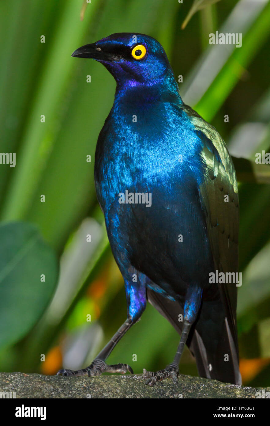 Purple glossy starling hi-res stock photography and images - Alamy