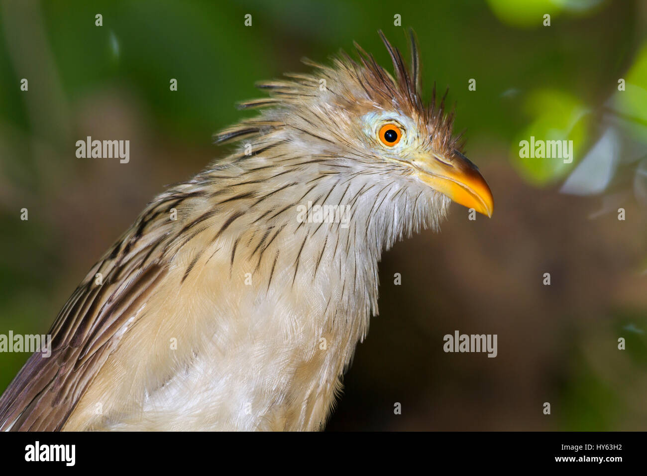 Guira cuckoo in nature hi-res stock photography and images - Alamy
