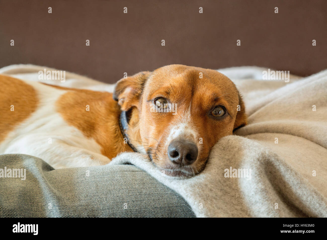 Cute pup on blanket hi-res stock photography and images - Alamy